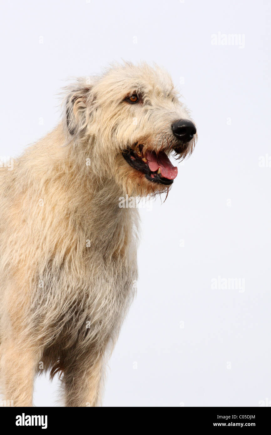 Irish Wolfhound Portrait Stock Photo - Alamy