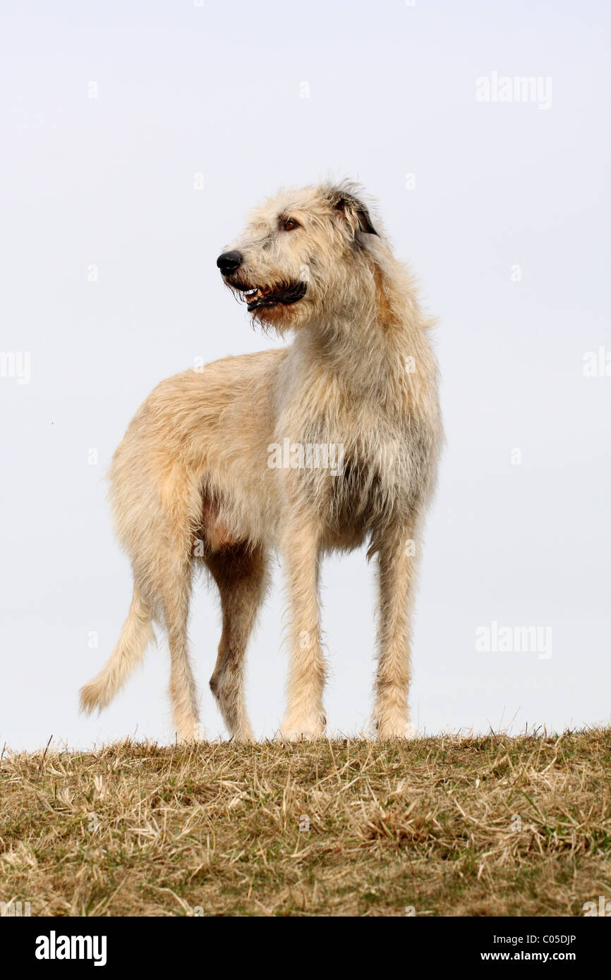 Irish wolfhound male hi-res stock photography and images - Alamy