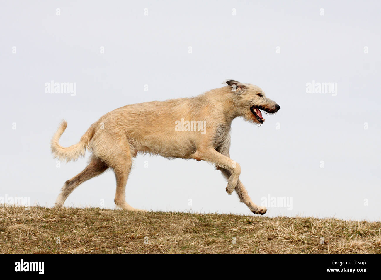 running Irish Wolfhound Stock Photo - Alamy