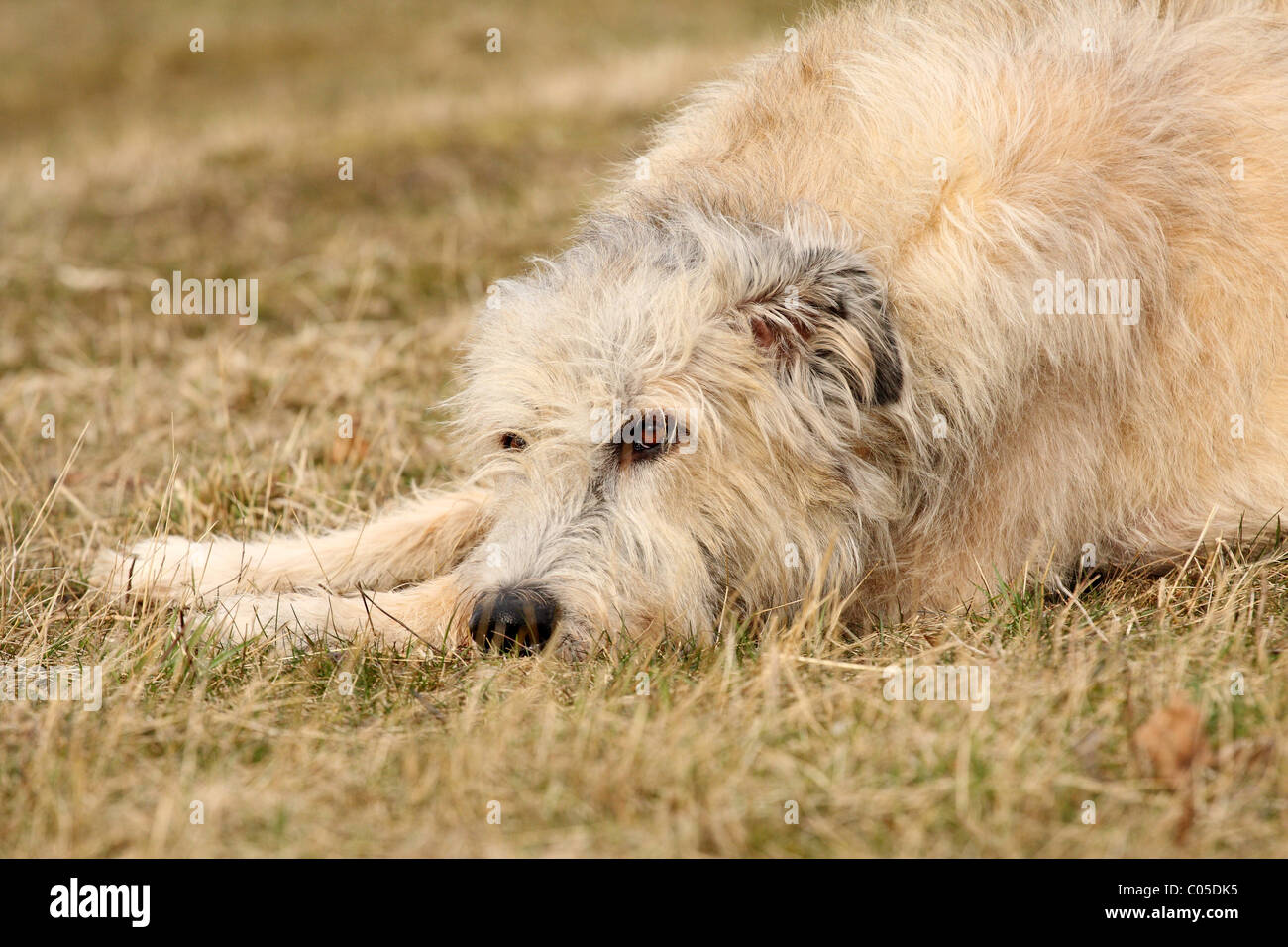 Irish wolfhound resting hi-res stock photography and images - Alamy