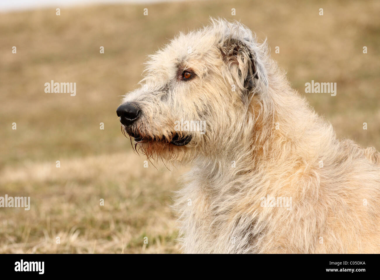 Irish wolfhound male hi-res stock photography and images - Alamy