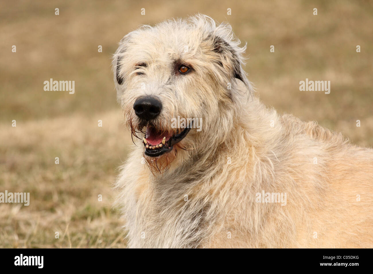 Irish Wolfhound Portrait Stock Photo - Alamy