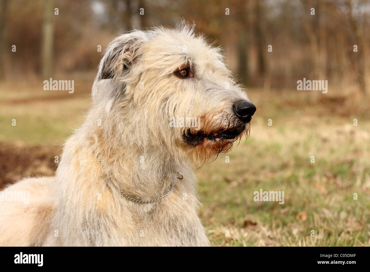Irish Wolfhound Portrait Stock Photo - Alamy