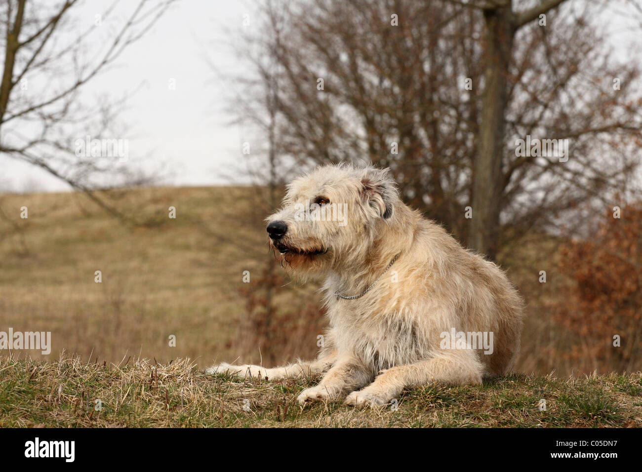 Irish wolfhound male hi-res stock photography and images - Alamy