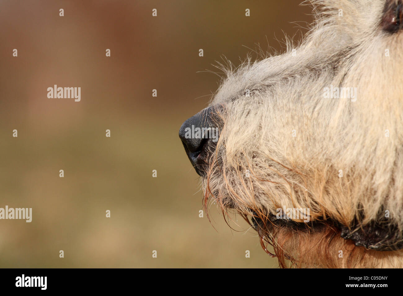 Irish Wolfhound nose Stock Photo - Alamy