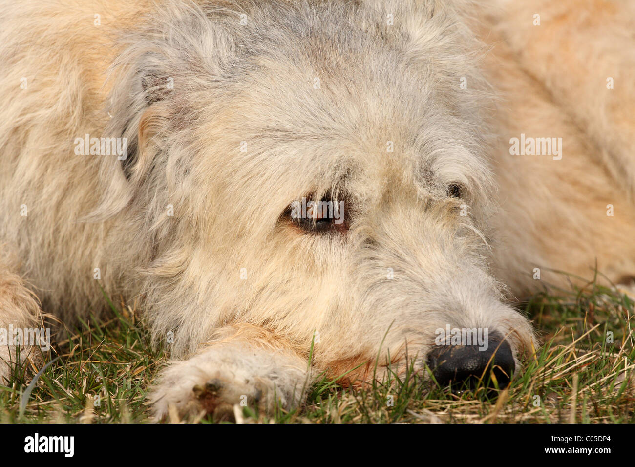 Irish wolfhound resting hi-res stock photography and images - Alamy