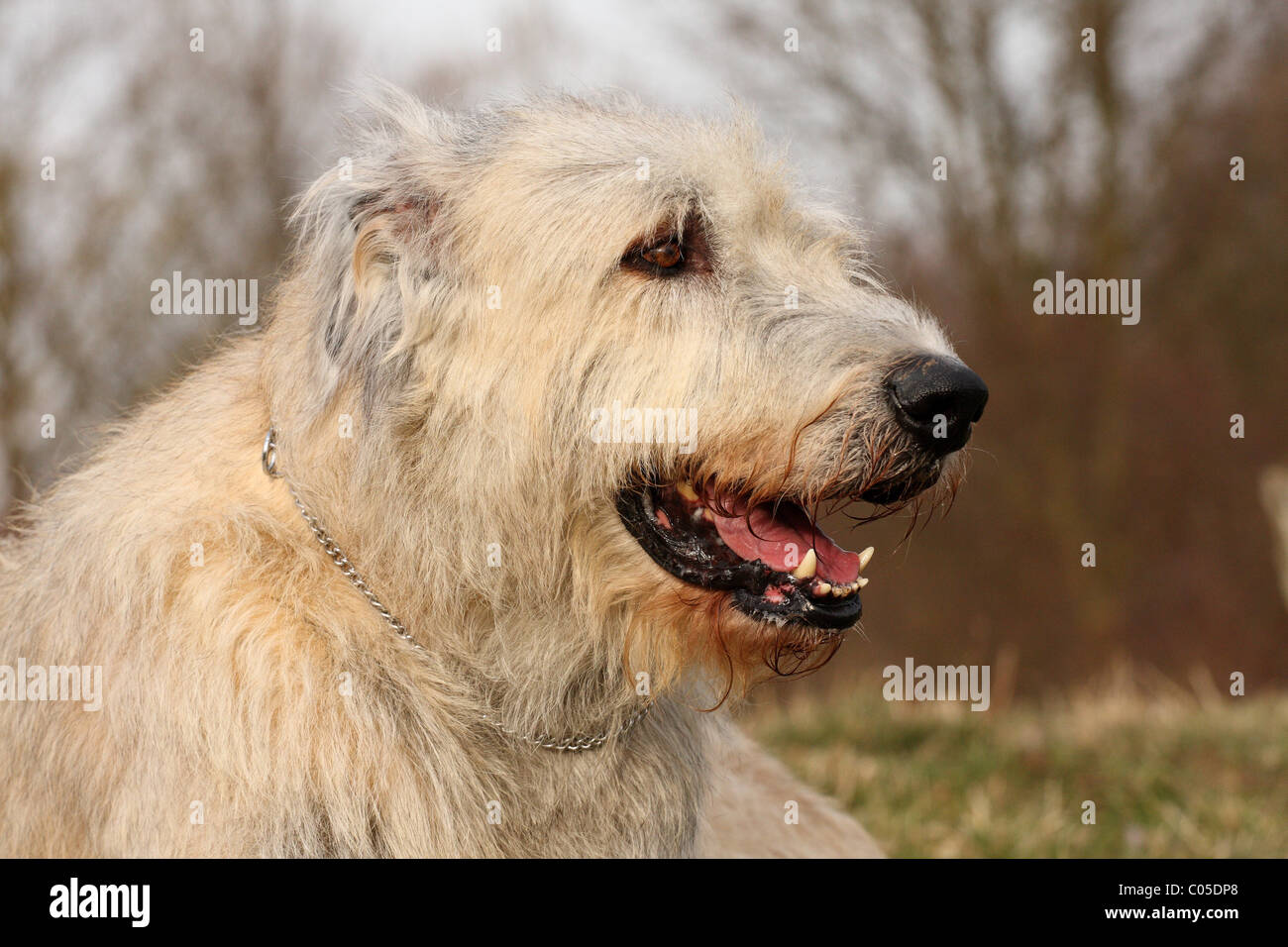 Irish Wolfhound Portrait Stock Photo - Alamy
