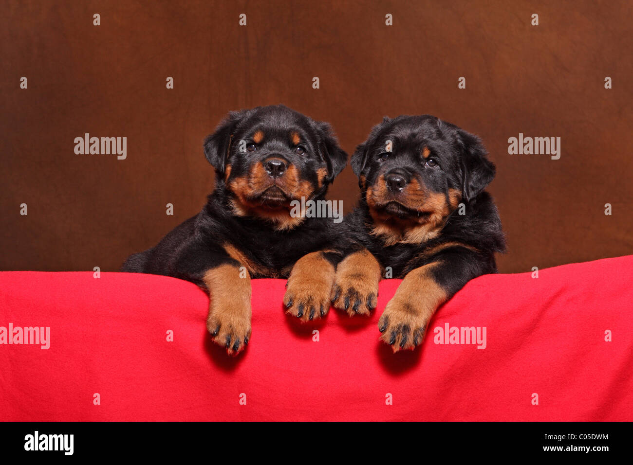 Rottweilers two dog rottweiler hi-res stock photography and images - Alamy