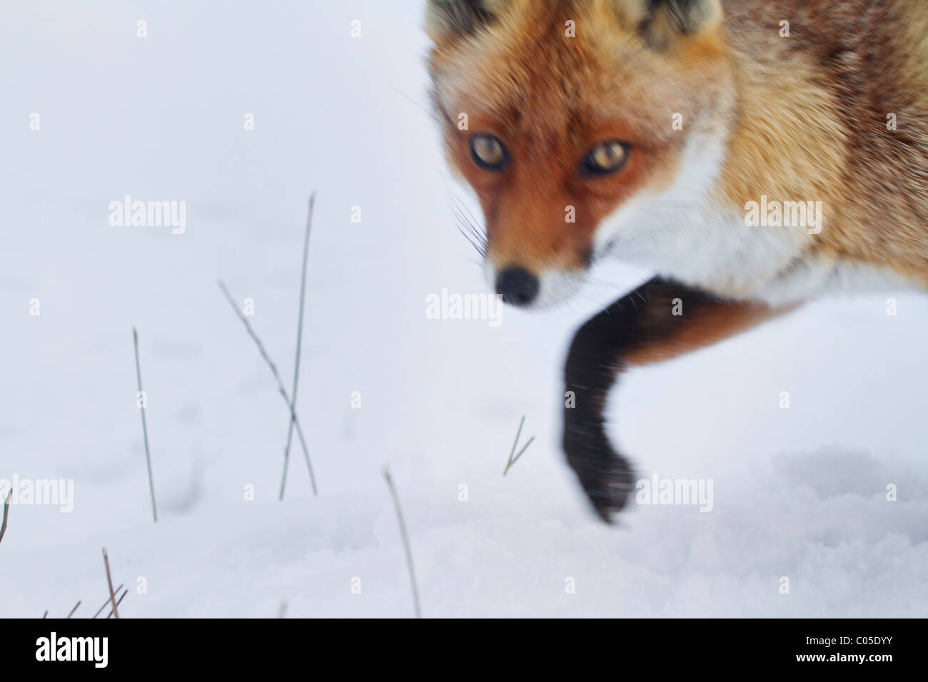 Red fox snow hi-res stock photography and images - Alamy