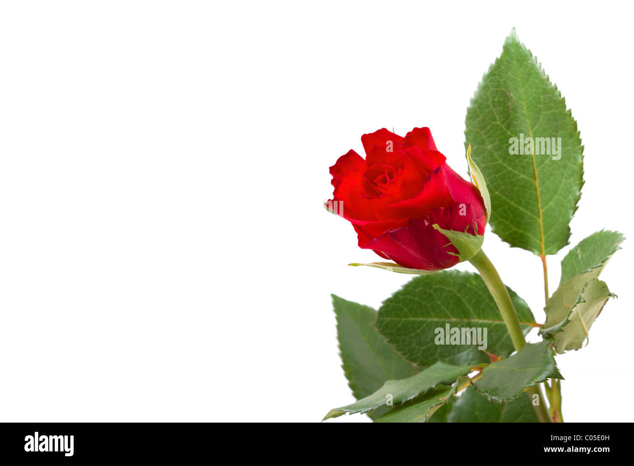 Vibrant Single Red Rose isolated on white background Stock Photo - Alamy
