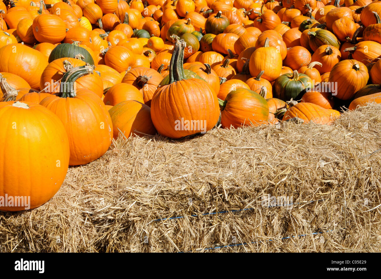 Field of Pumpkins Stock Photo - Alamy