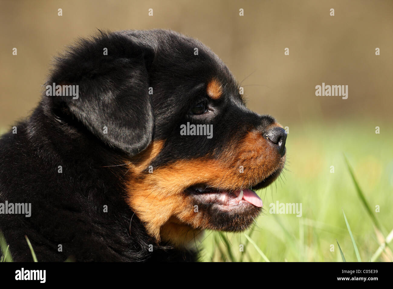 Rottweiler side profile of head hi-res stock photography and images - Alamy