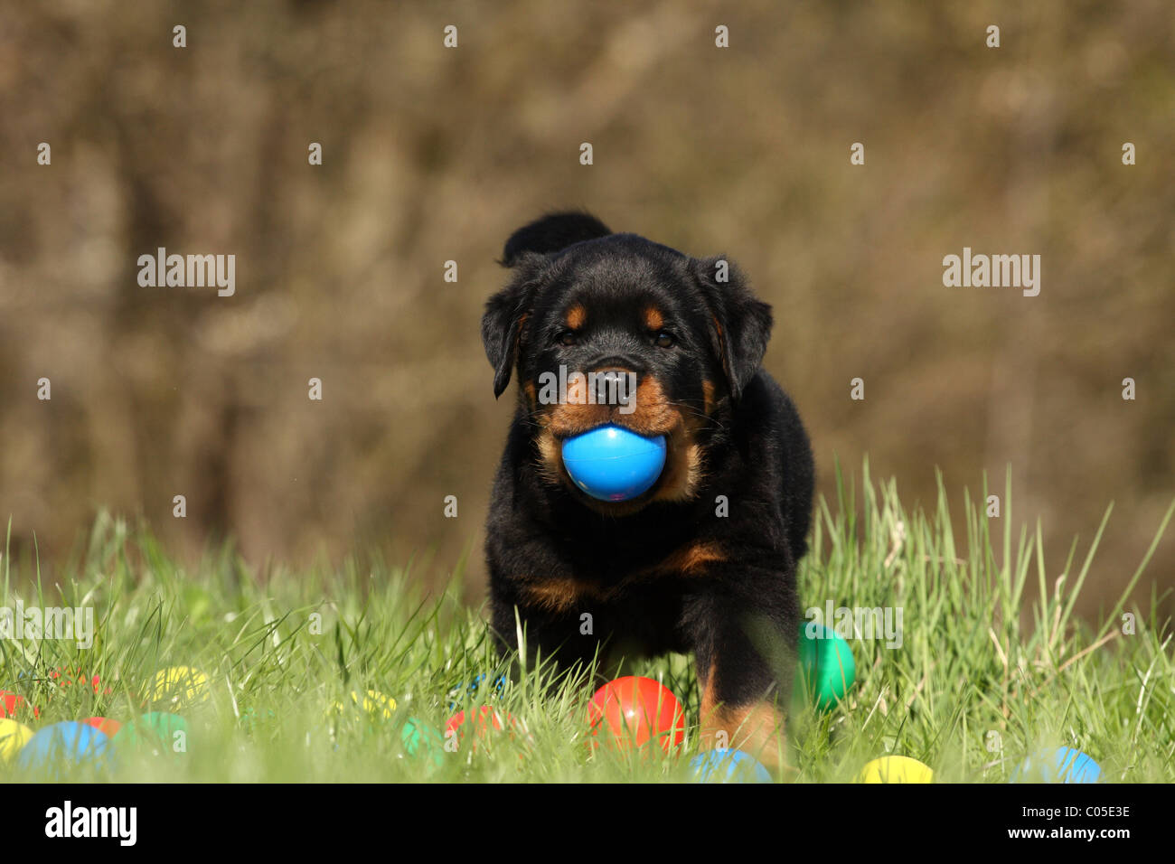 playing Rottweiler Puppy Stock Photo - Alamy