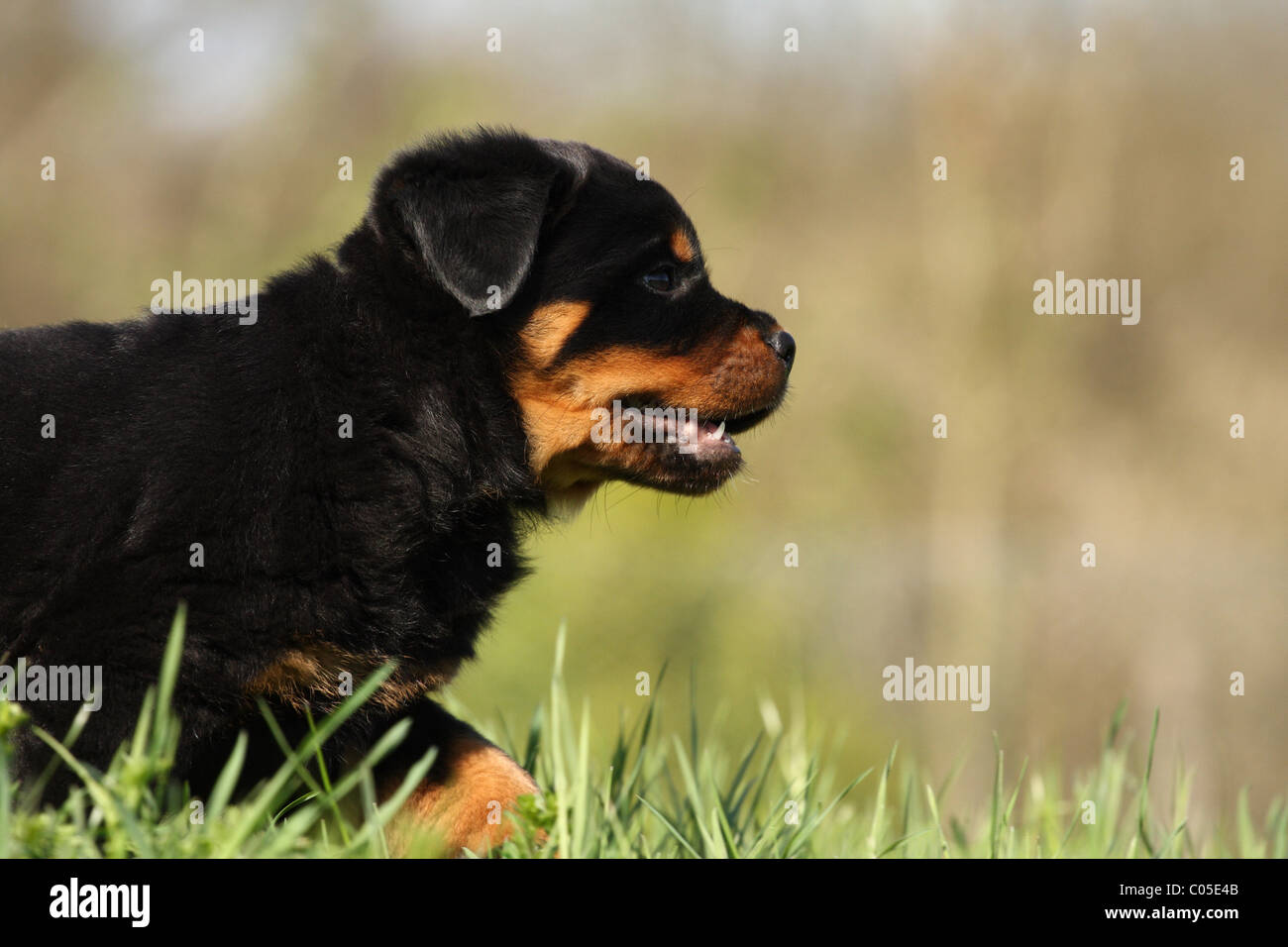 Walking rottweiler hi-res stock photography and images - Alamy