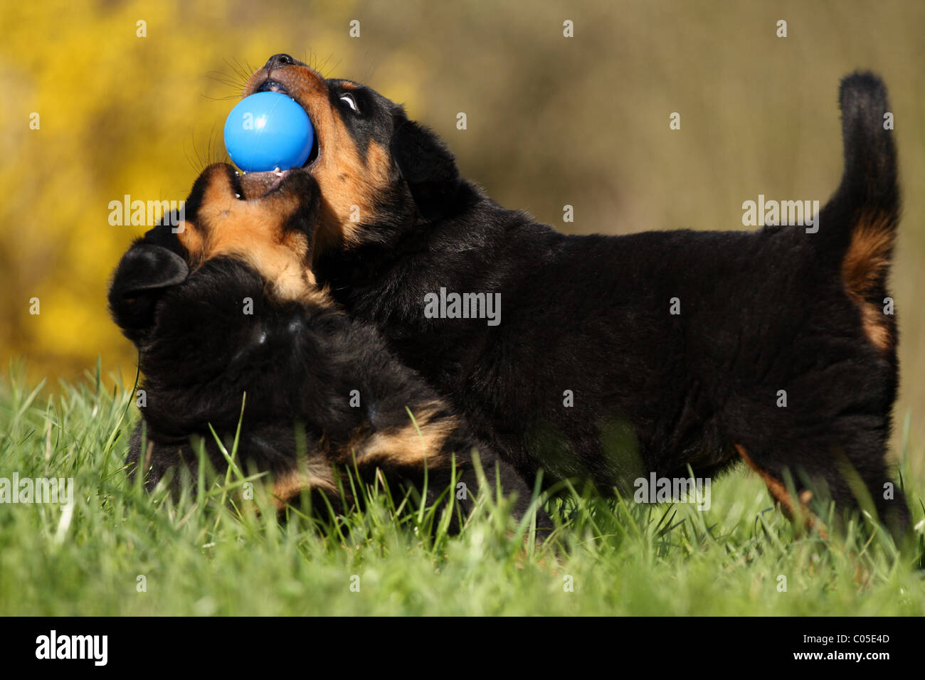 playing Rottweiler Puppies Stock Photo - Alamy