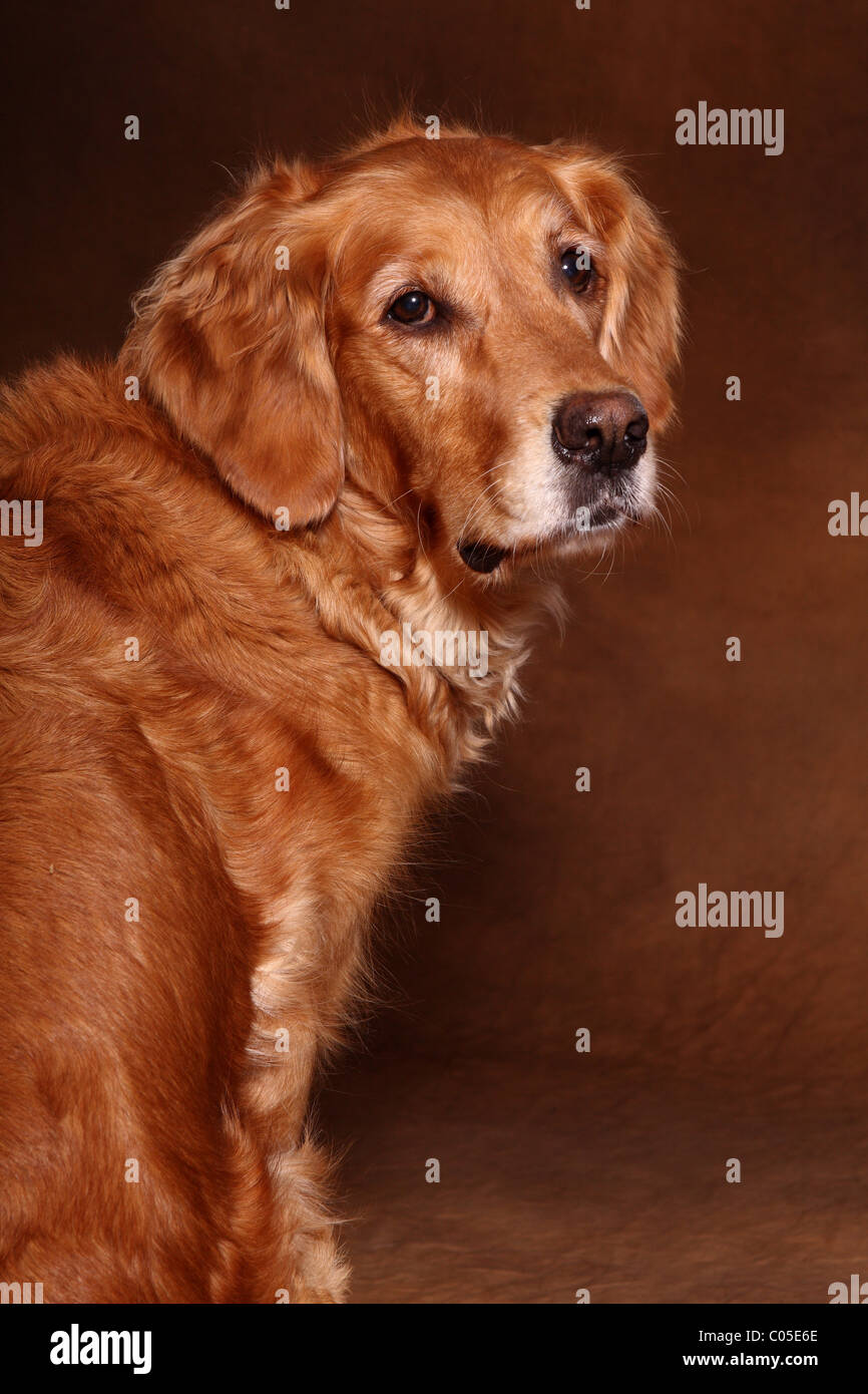Golden Retriever Portrait Stock Photo - Alamy