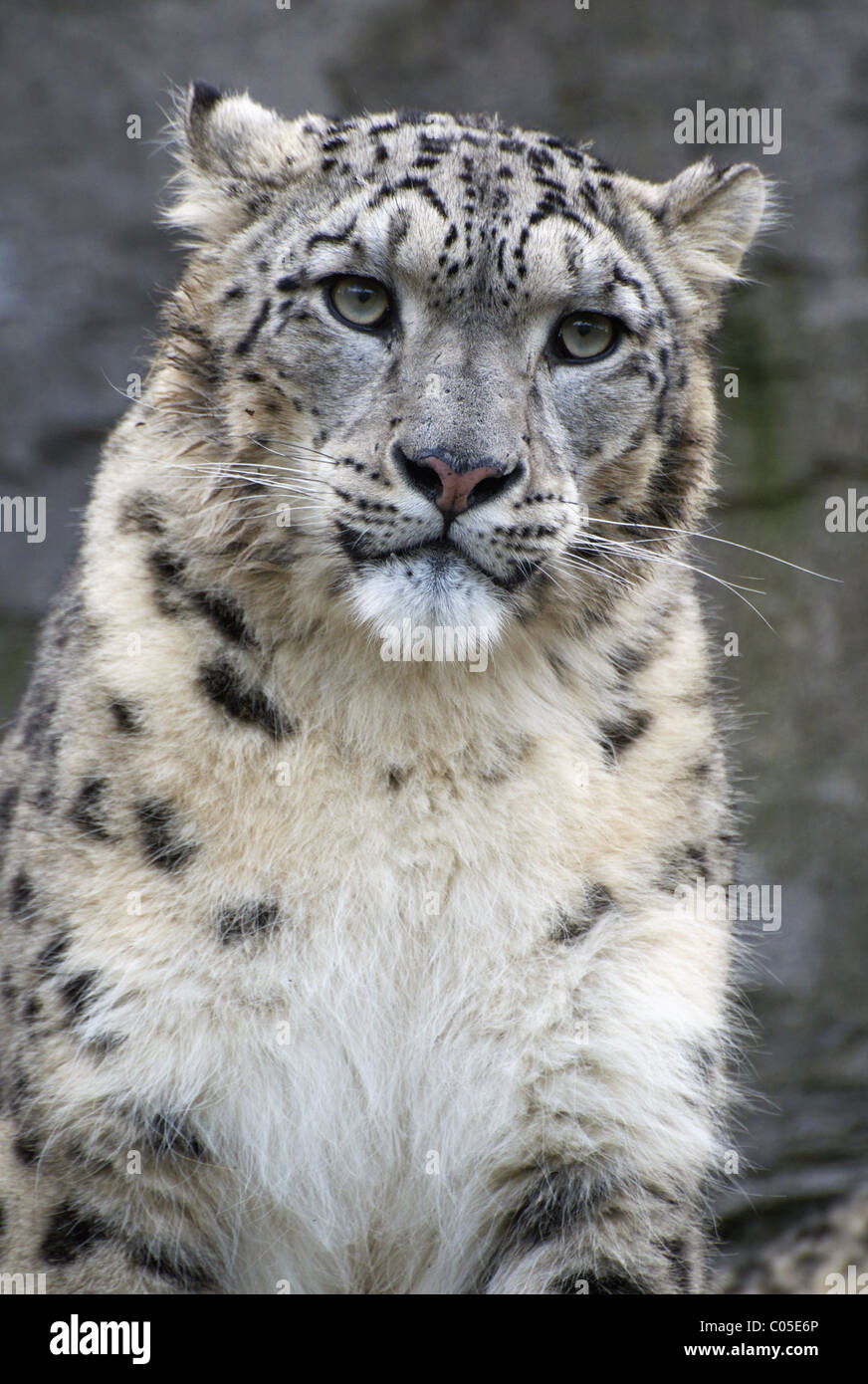 Male snow leopard looking towards camera Stock Photo - Alamy
