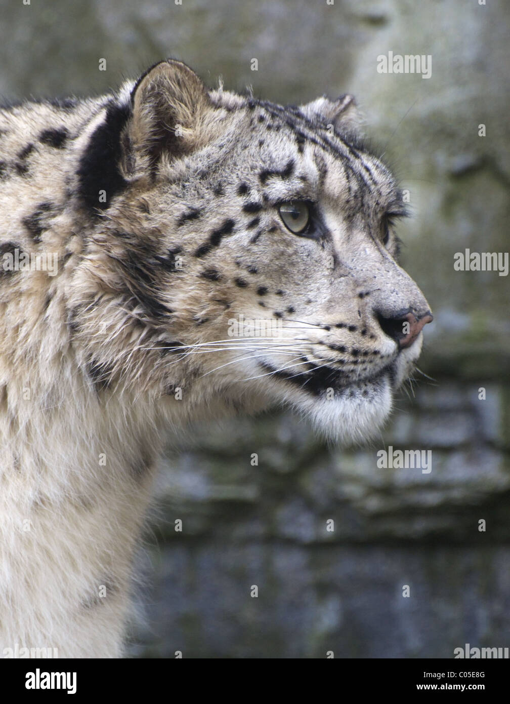 Male snow leopard (headshot Stock Photo - Alamy