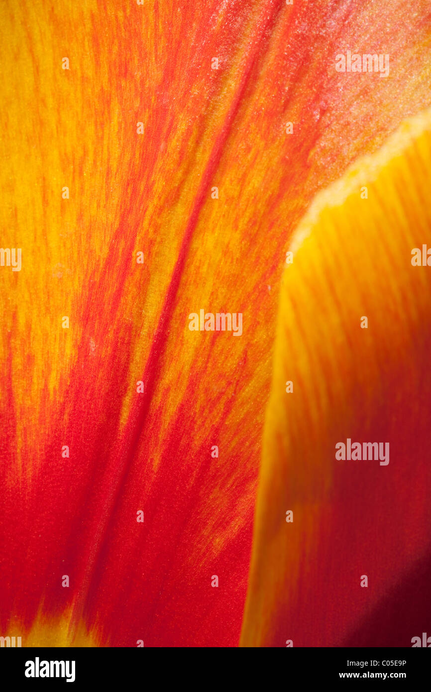 Petals with red veins hi-res stock photography and images - Alamy