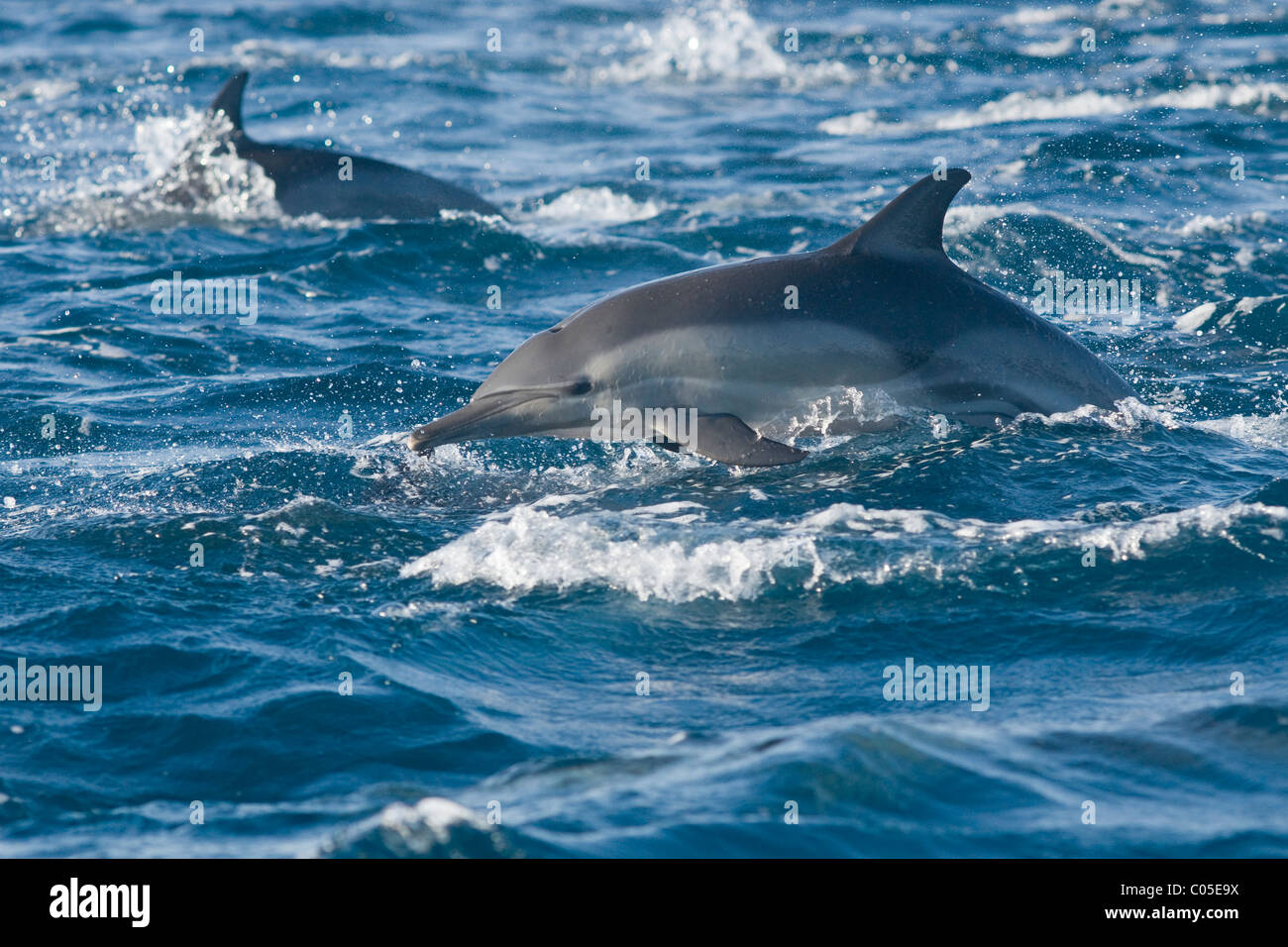 Common dolphin, Delphinus Capensis, travelling at speed, jumping ...