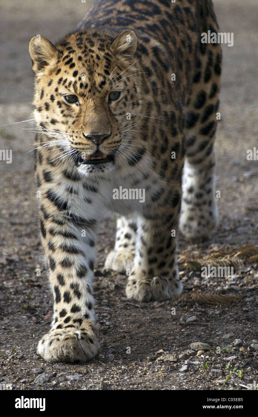 Amur leopard walking camera hi-res stock photography and images - Alamy