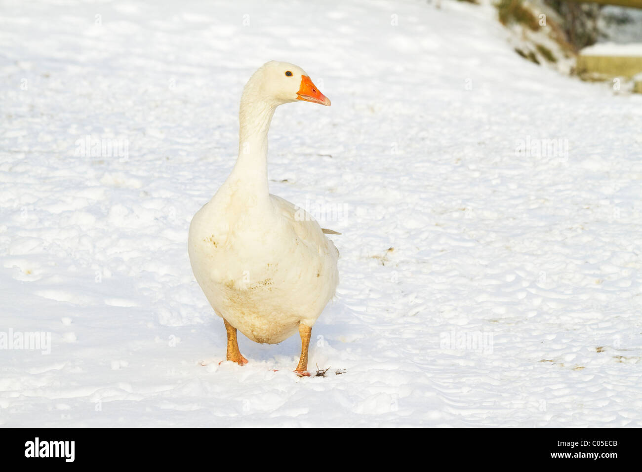 Single white goose hi-res stock photography and images - Alamy