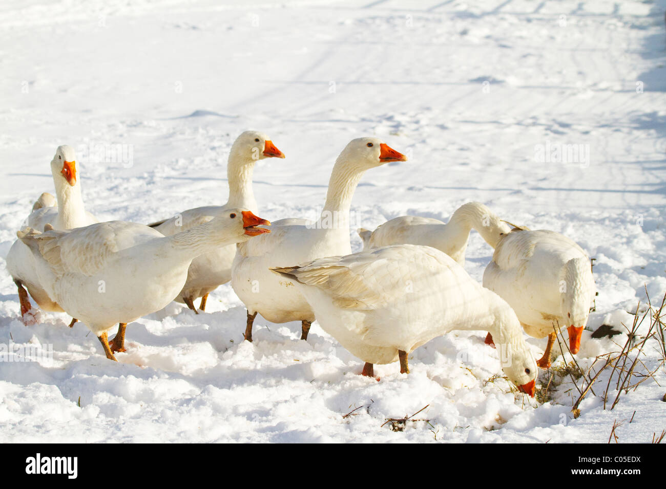 farmyard geese in the snow Stock Photo - Alamy