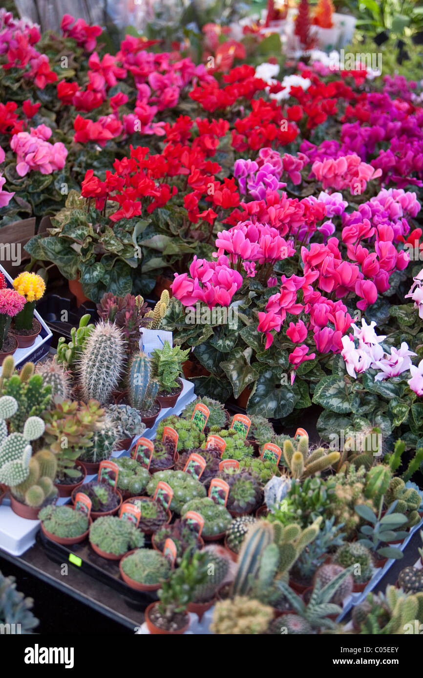Market stall selling cactus house plants Savona Italy Stock Photo - Alamy