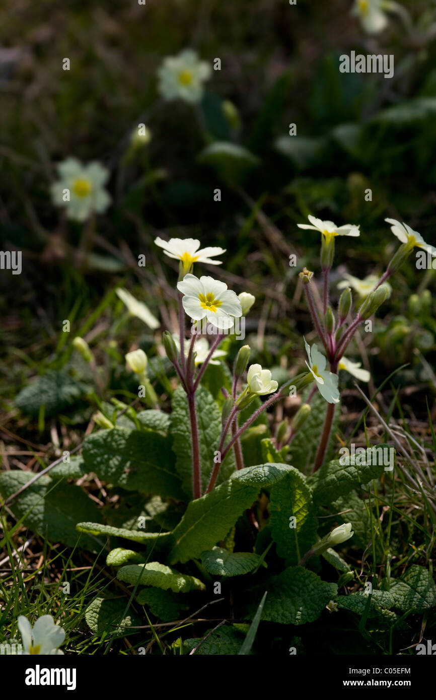 Primula vulgaris - Primroses in dappled light in Spring Stock Photo - Alamy