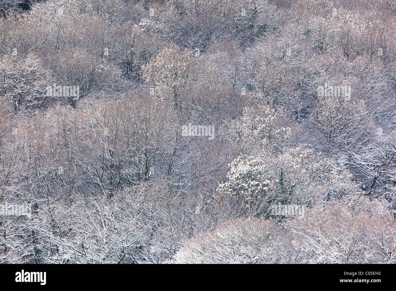 Winter forest uk snow hi-res stock photography and images - Alamy
