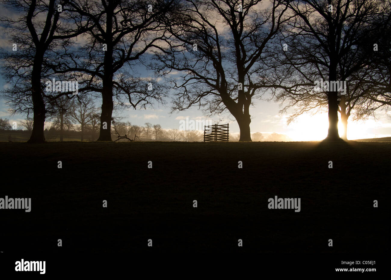 Early morning showing trees and a tree enclosure Stock Photo - Alamy