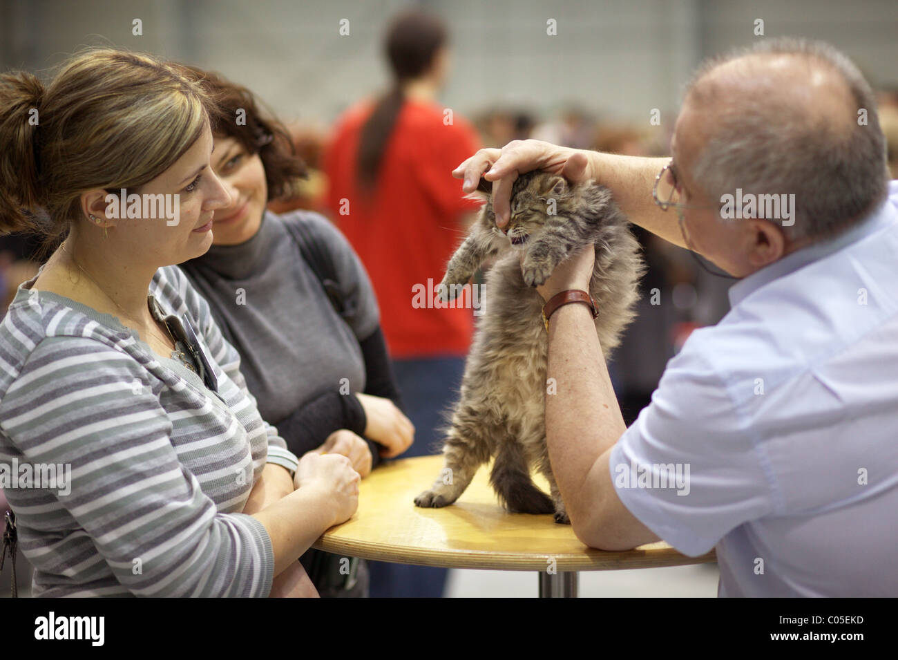 Cat judging on the cat show Stock Photo - Alamy