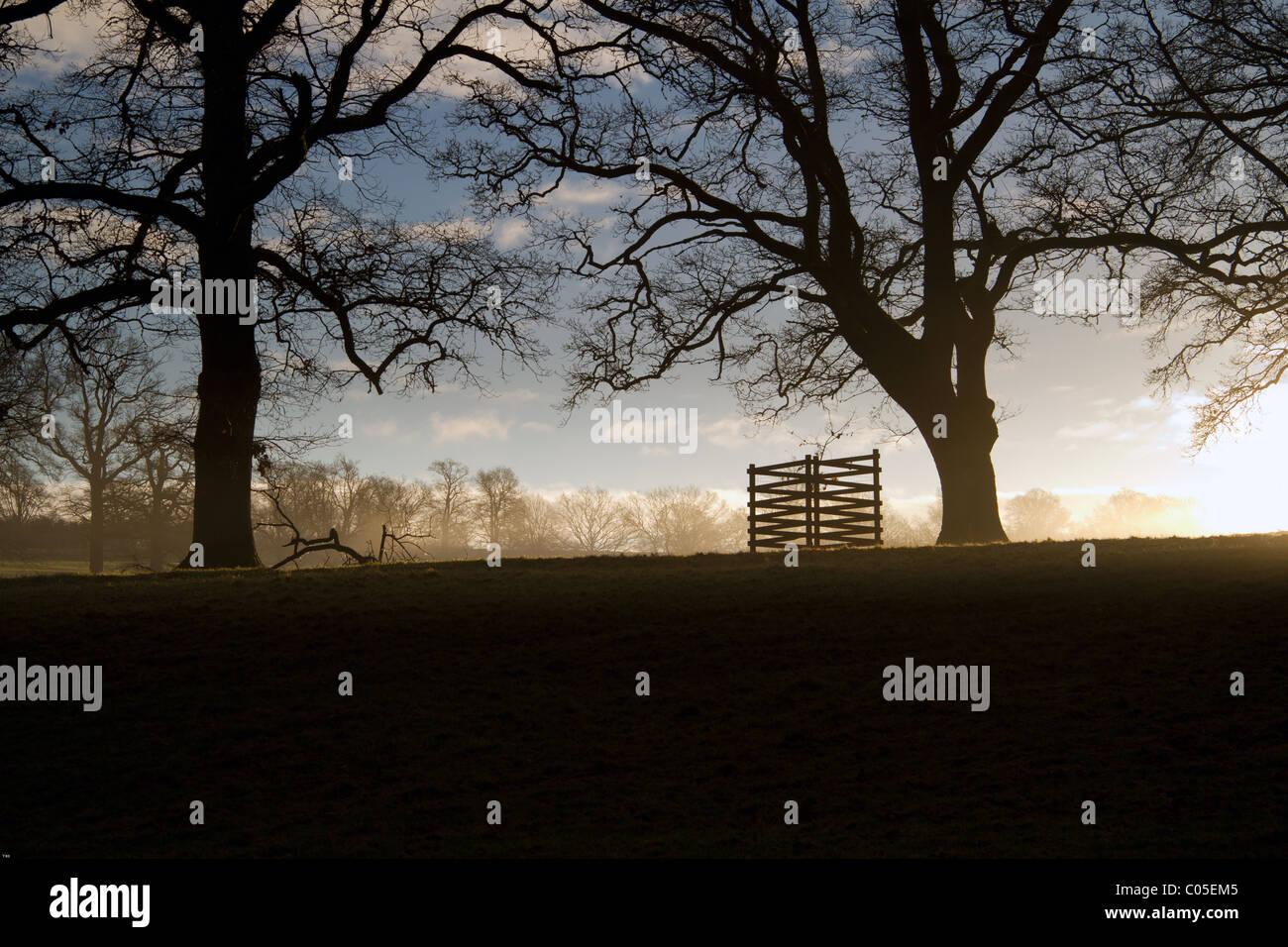Early morning showing trees and a tree enclosure Stock Photo - Alamy