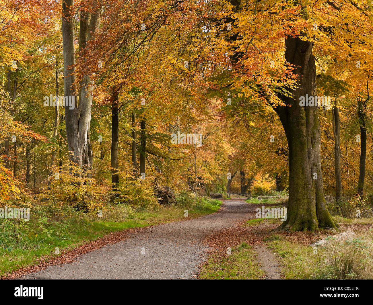Path through Beech trees in Savernake Forest near Marlborough Stock ...