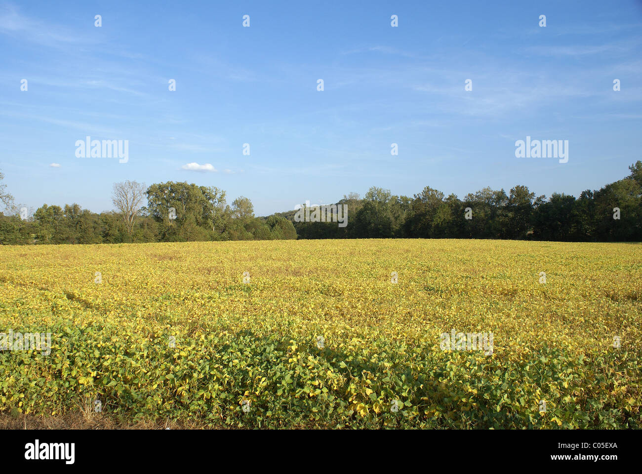 Soybeans field hi-res stock photography and images - Alamy