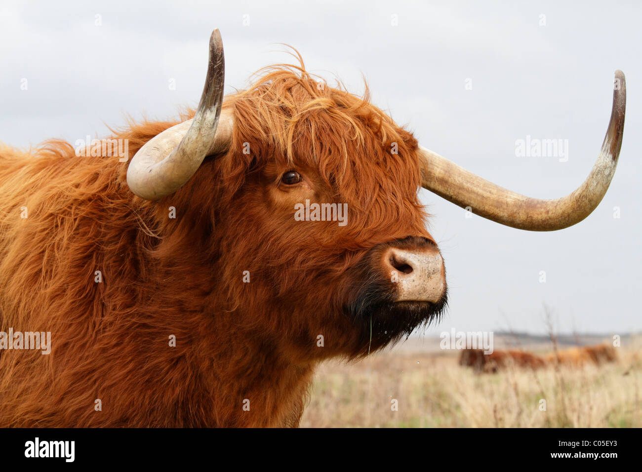 A Highland cow with one eye looking at the viewer Stock Photo - Alamy