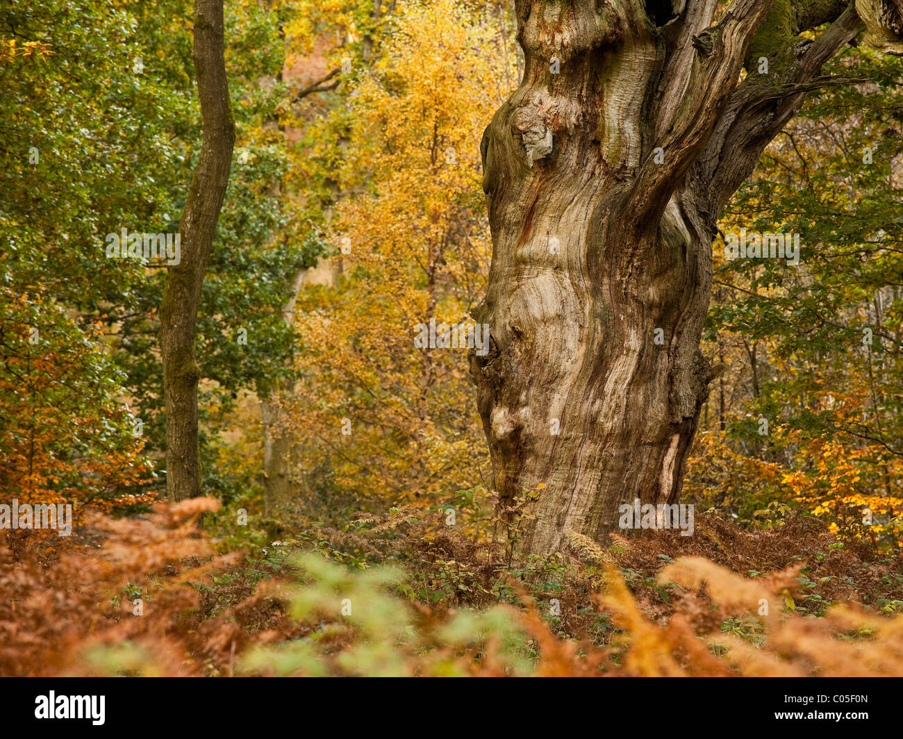 Saddle Oak 1 is an ancient tree in Savernake Forest near Marlborough ...