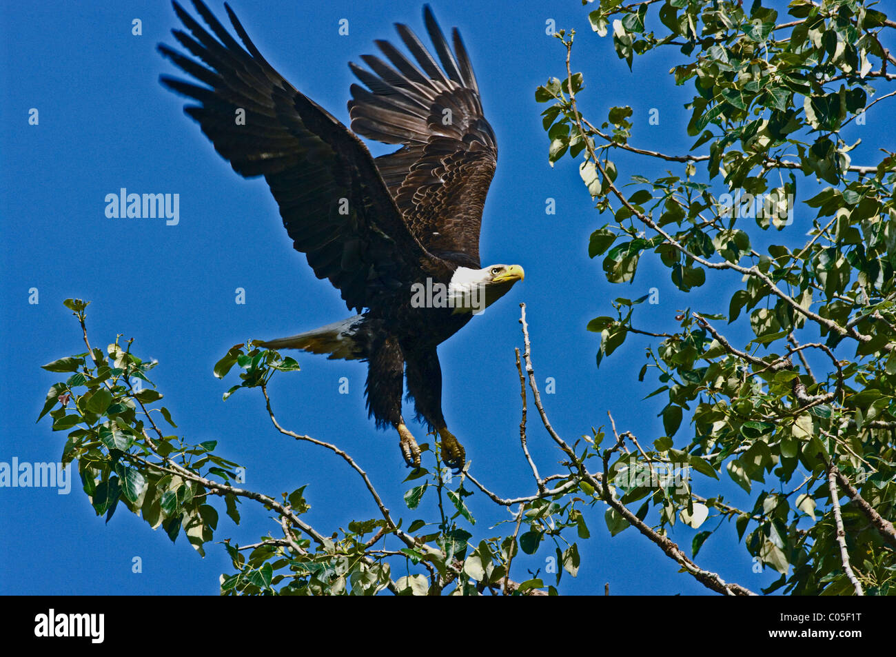 Bald eagle in flight Stock Photo - Alamy