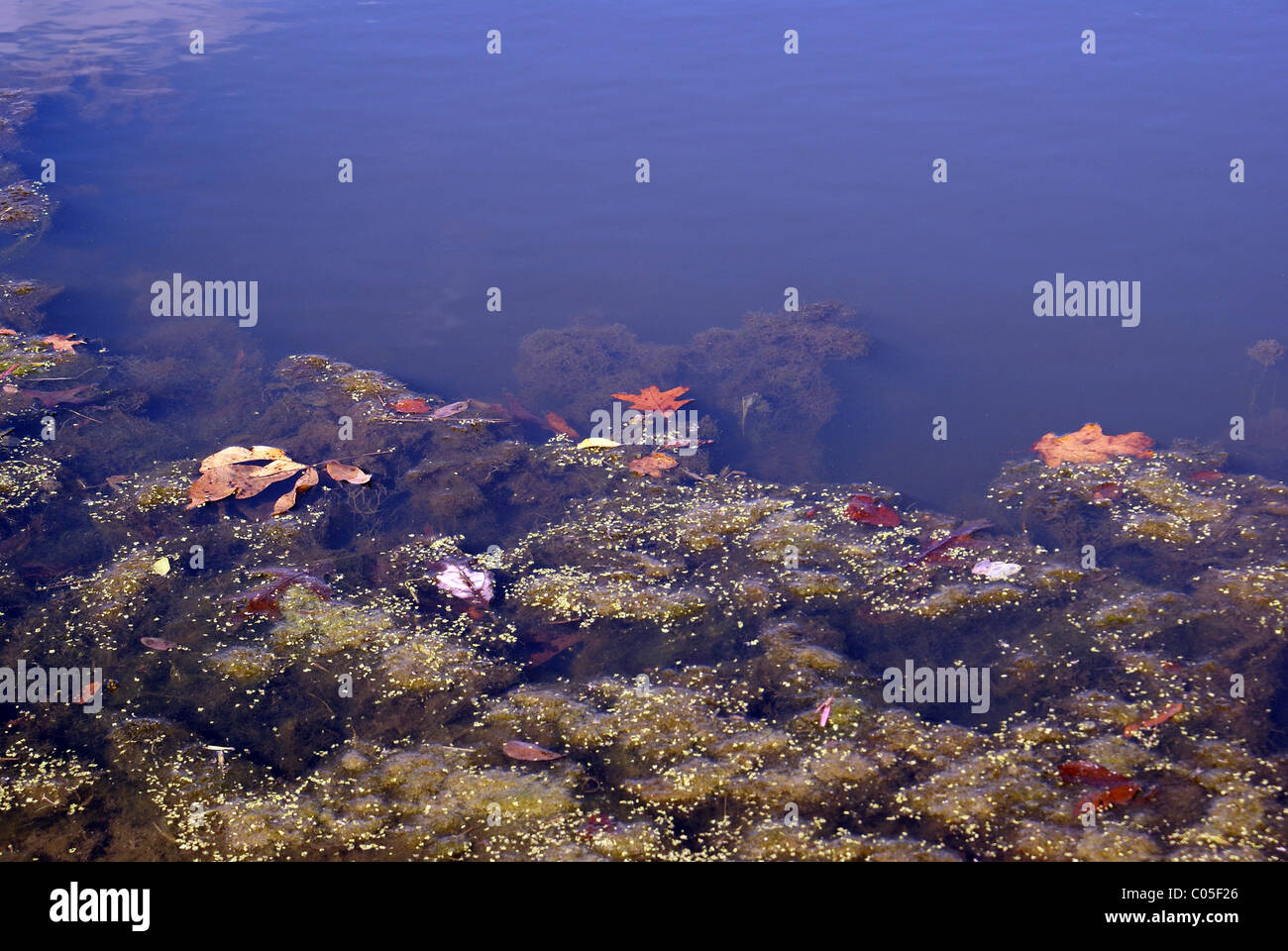 Underwater water water's edge hi-res stock photography and images - Alamy