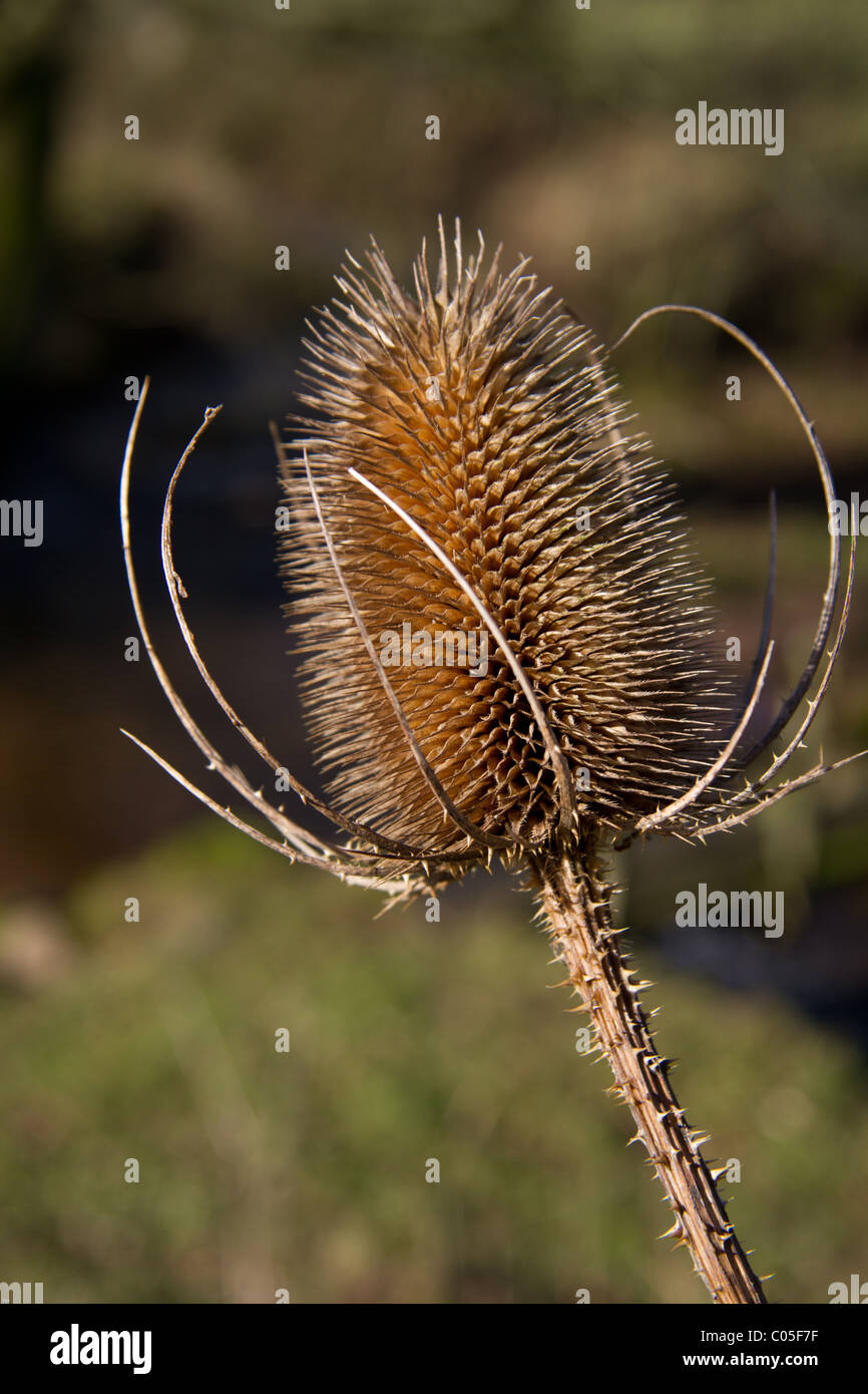Dried Teasels High Resolution Stock Photography and Images - Alamy