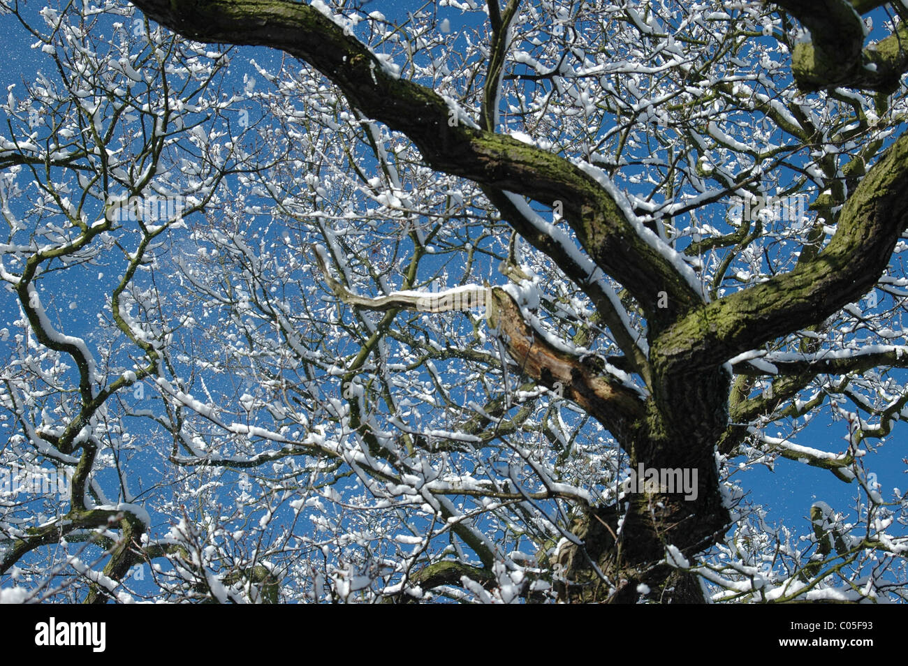 A tree with snow on branches in The National Forest, Derbyshire UK ...