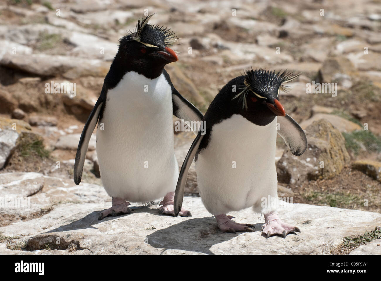 Southern Rockhopper Penguins (Eudyptes chrysocome) going fishing at The ...