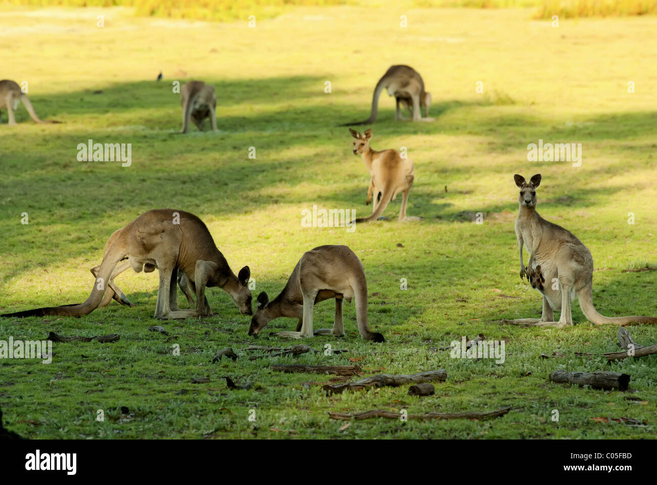 Kangaroos grazing at a glade Stock Photo - Alamy