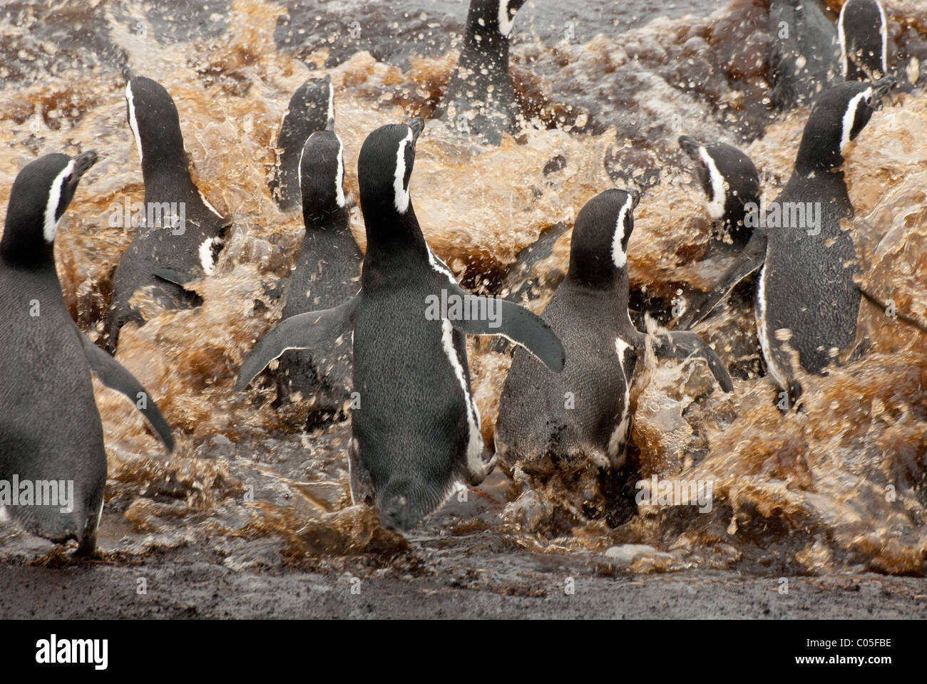 Panicking animals hi-res stock photography and images - Alamy