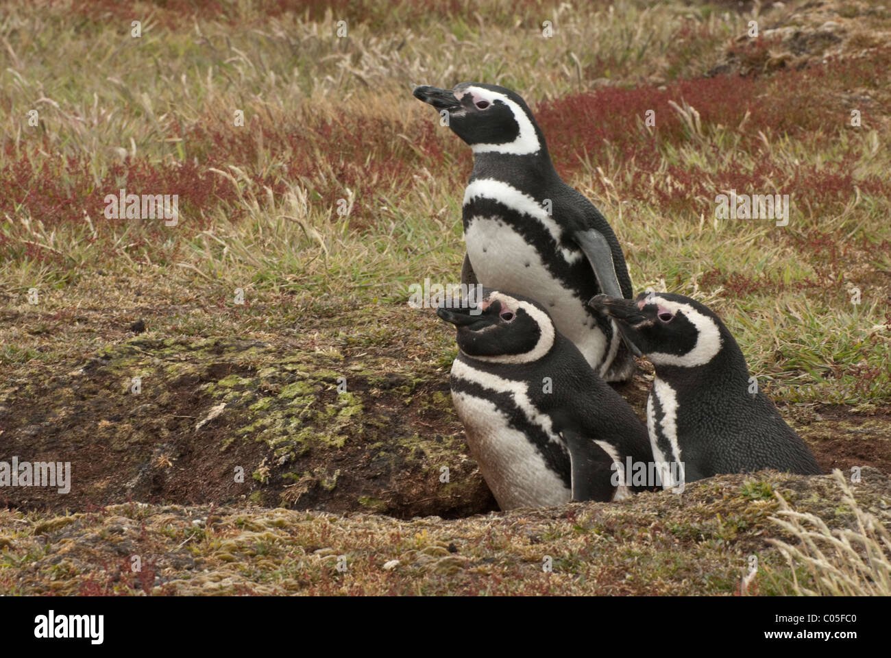 Burrow nesting seabirds hi-res stock photography and images - Alamy