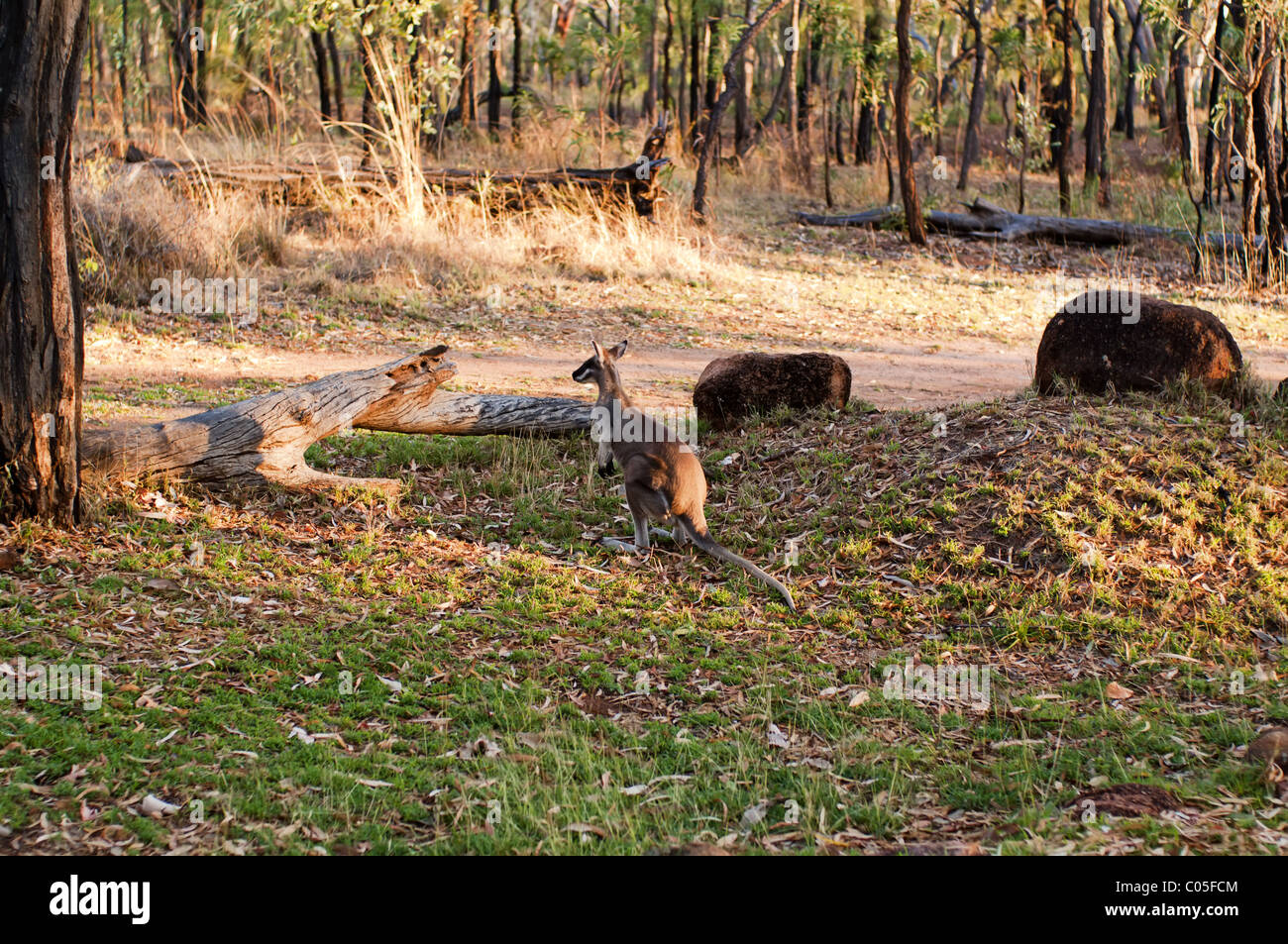 Kangaroo at the forest early morning Stock Photo - Alamy