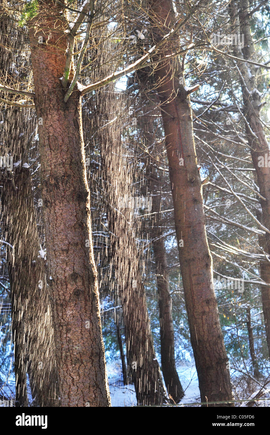 Culbin forest scotland hi-res stock photography and images - Alamy