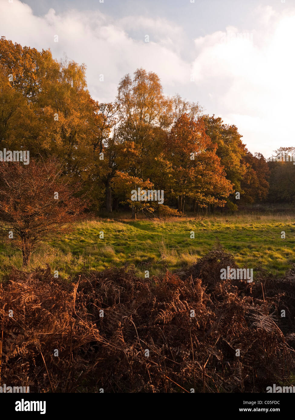 Savernake forest hi-res stock photography and images - Alamy