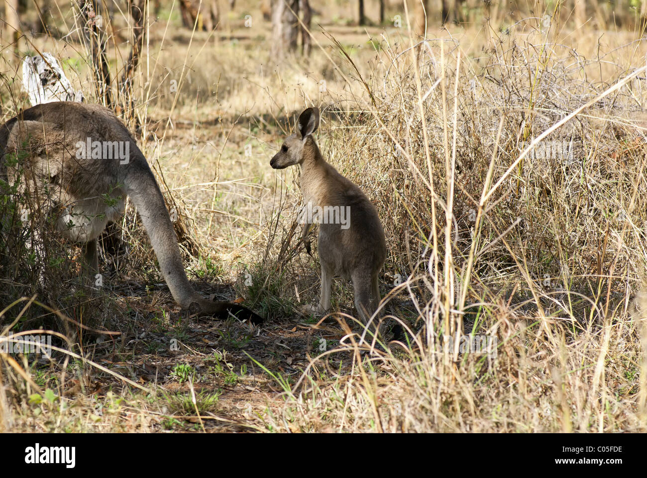 Kangaroos in the morning at the forest Stock Photo - Alamy