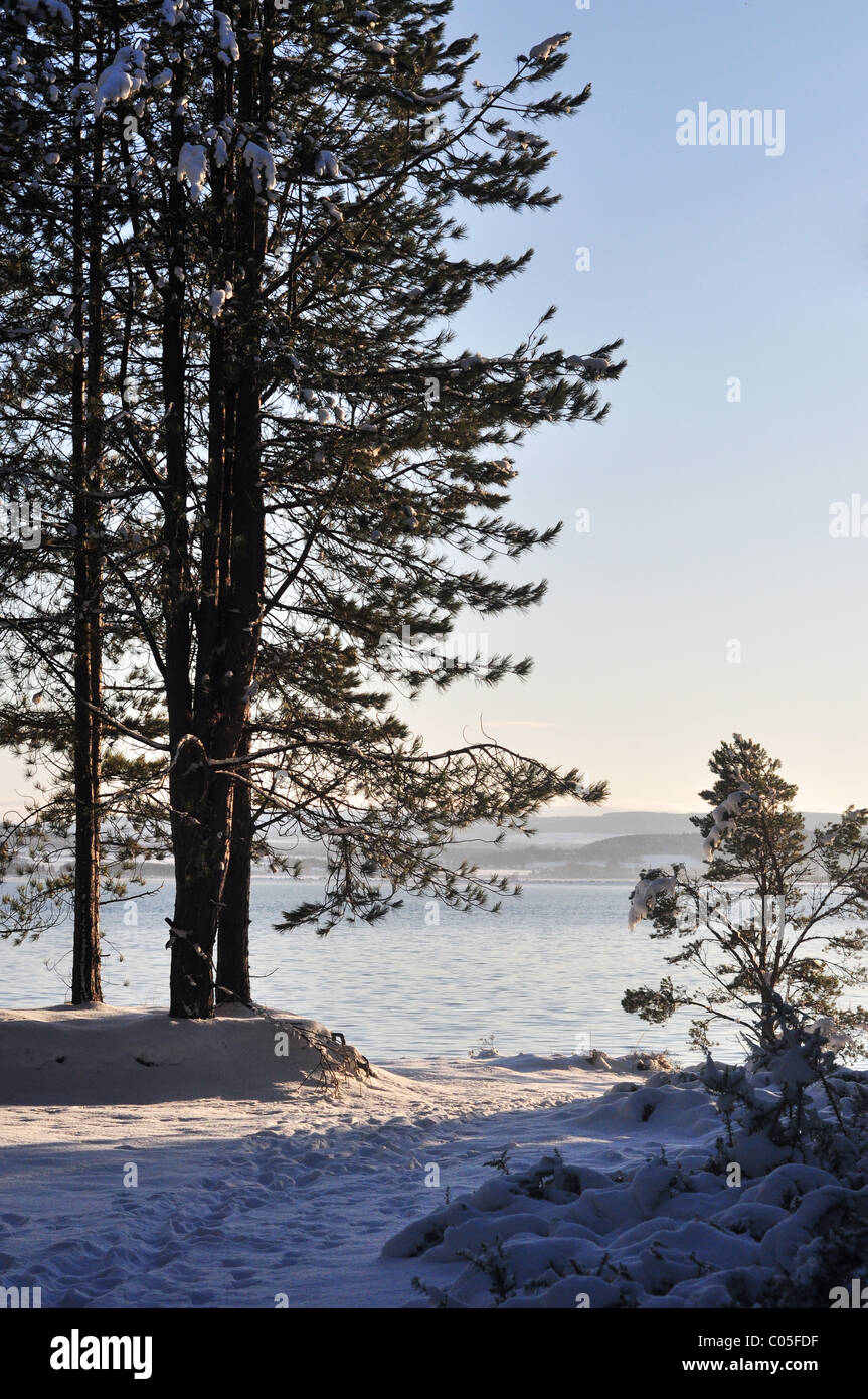 Culbin forest hi-res stock photography and images - Alamy
